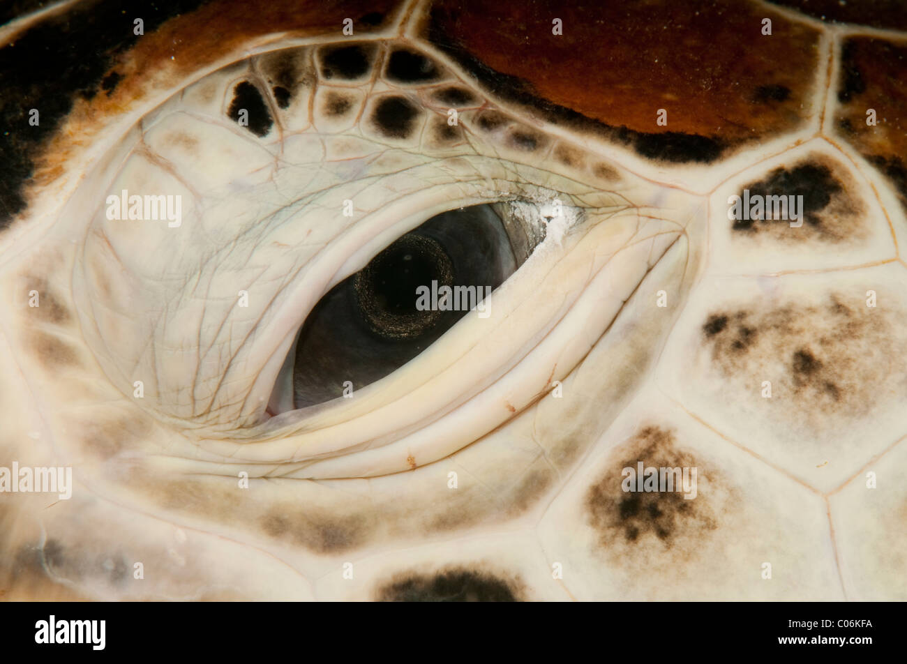 Green turtle eye detail hi-res stock photography and images - Alamy