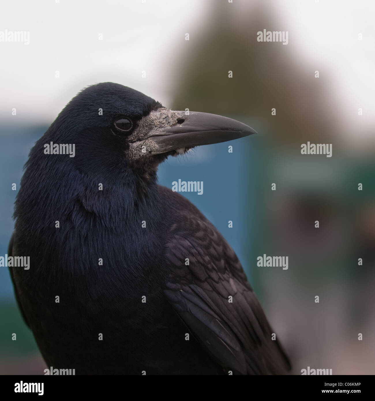 Big black bird hi-res stock photography and images - Alamy