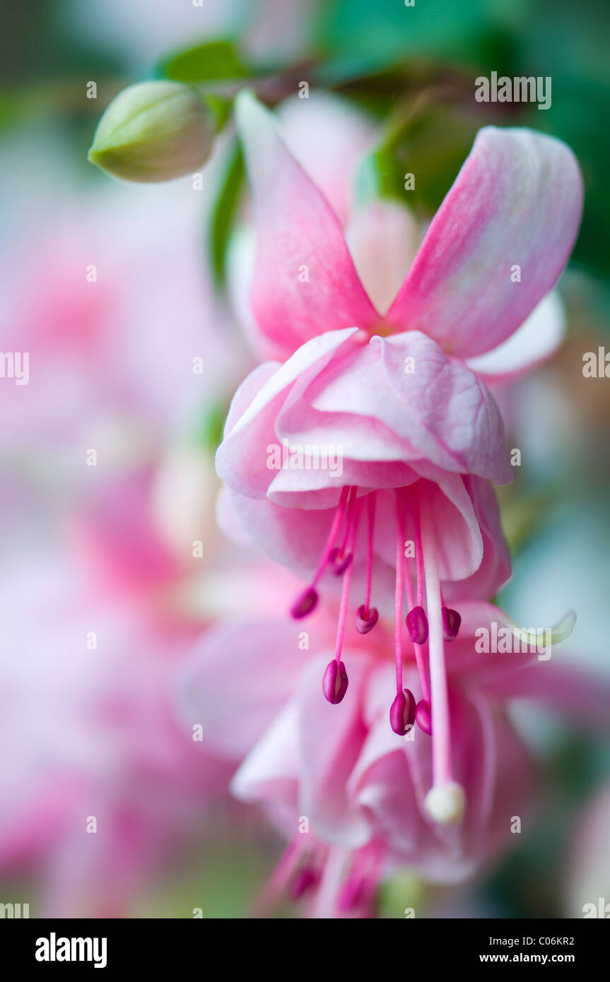 Summer flowering Pale Pink Fuchsia Flowers Stock Photo - Alamy