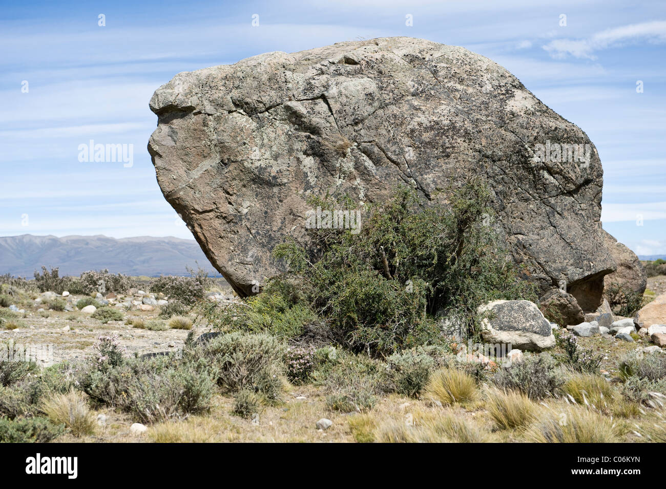 Erratic rock with box - leaf barberry ( Berberis microphyla) growing ...