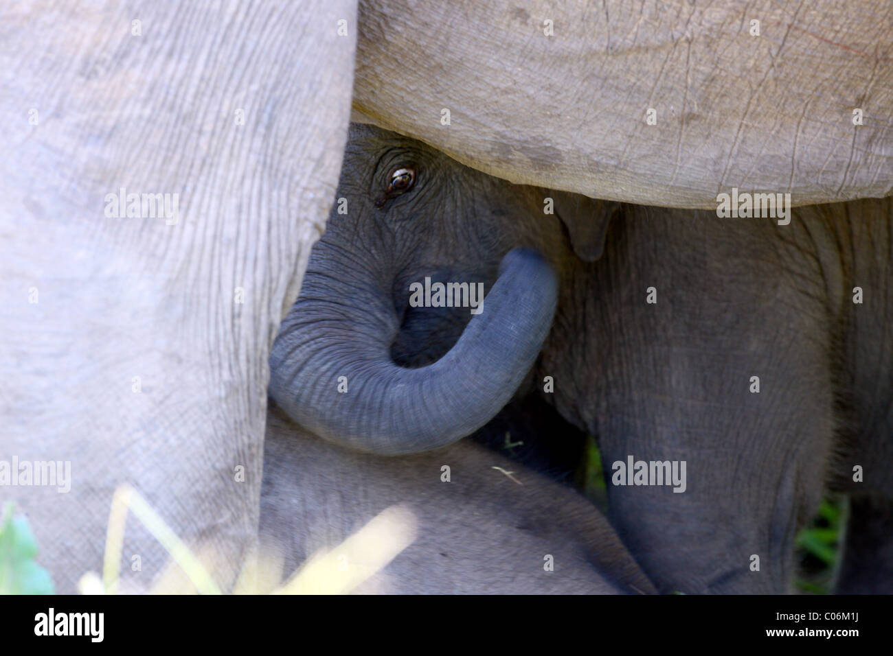 Baby elephant calf sheltering in the shade under an older elephant, Uda ...