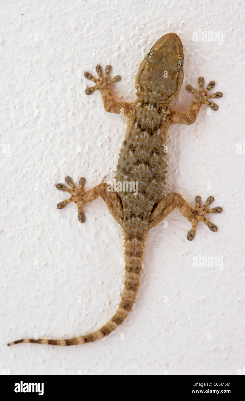 Wall Gecko (Tarentola mauritanica), Majorca, Spain, Europe Stock Photo ...
