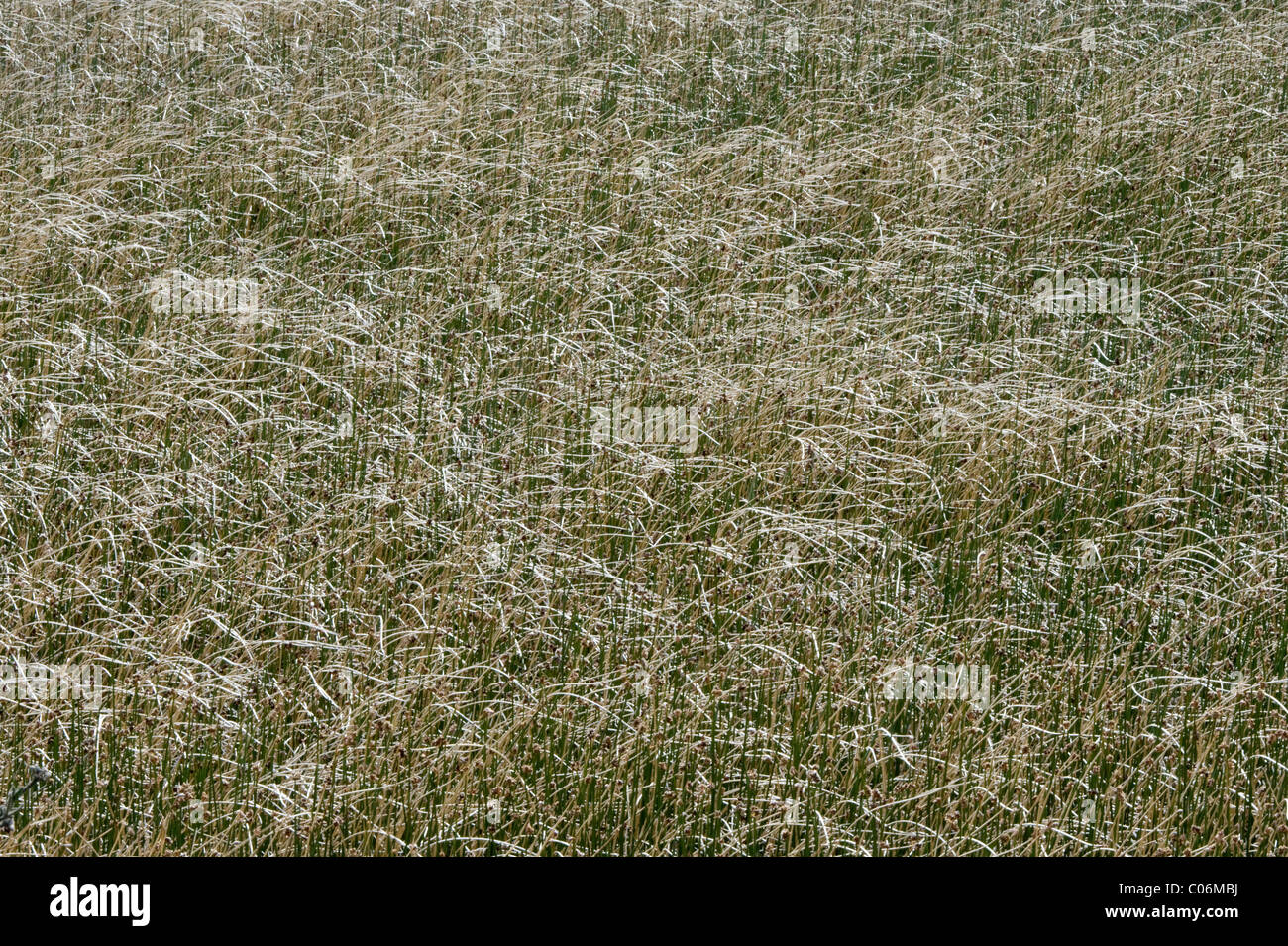 Scirpus sp. growing on the edge of the lake National Park Torres del ...