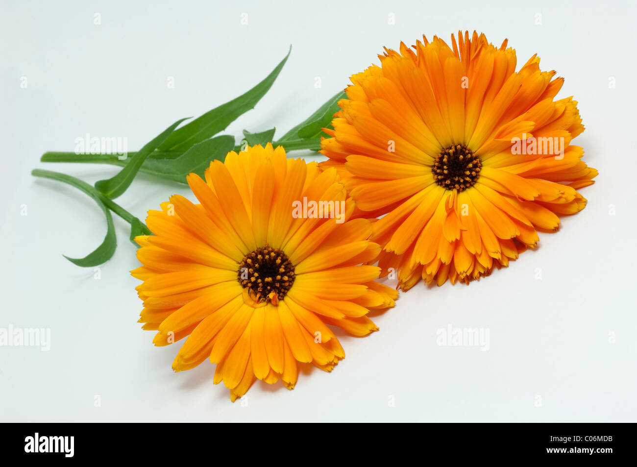 Pot Marigold, Ruddles, Scotch Marigold (Calendula officinalis), two ...