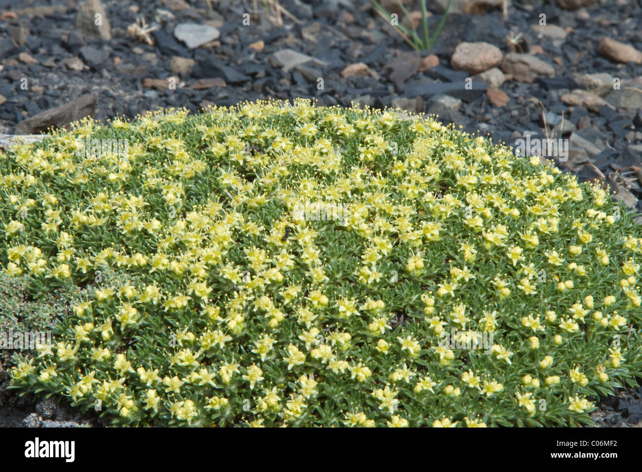 Mata Barrosa (Mulinum spinosum) flowers National Park Torres del Paine ...
