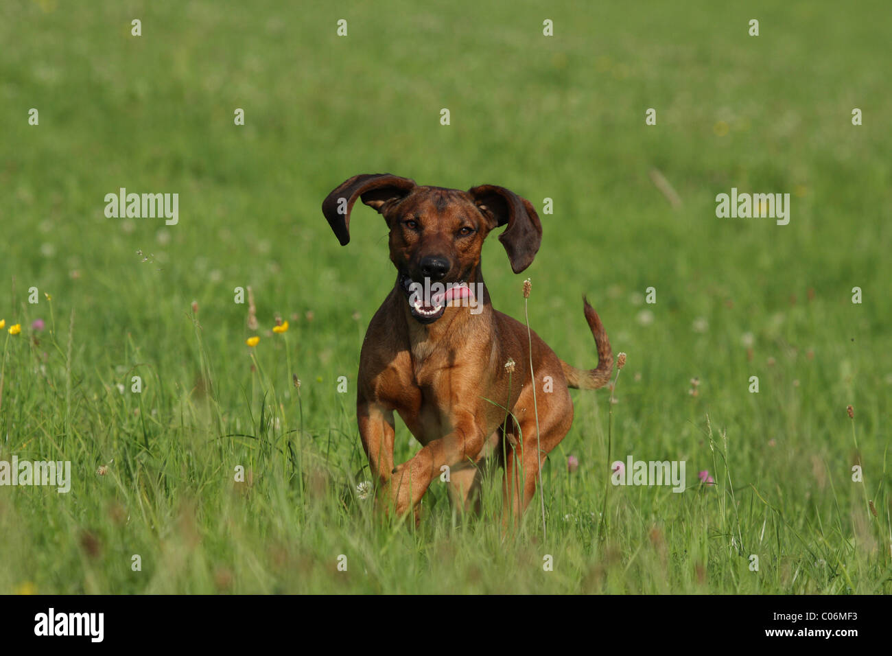 Bavarian pasture hi-res stock photography and images - Alamy