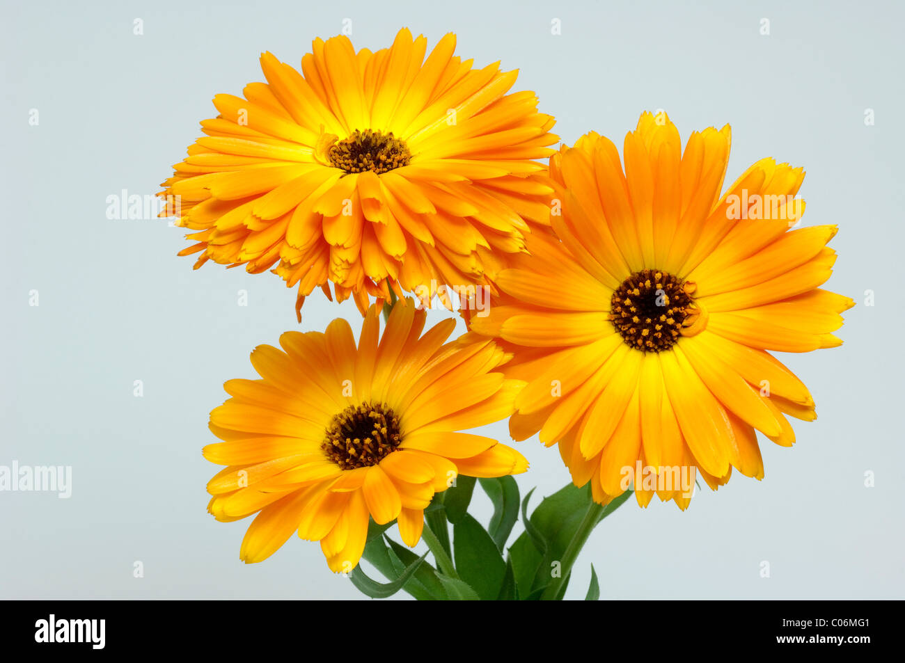Pot Marigold, Ruddles, Scotch Marigold (Calendula officinalis), three ...