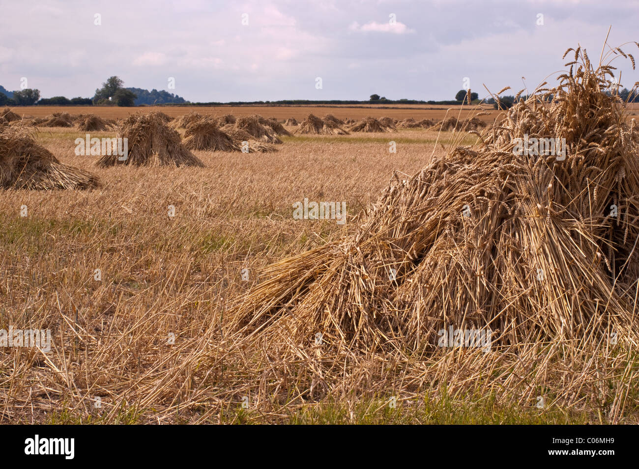 A countryside scene of a field of wheat that has been sheaved and ...