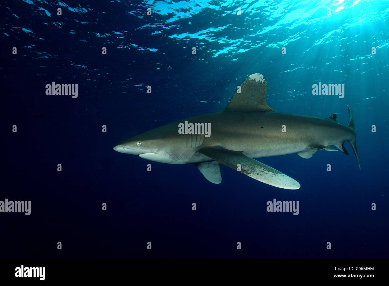 Oceanic white tip hi-res stock photography and images - Alamy