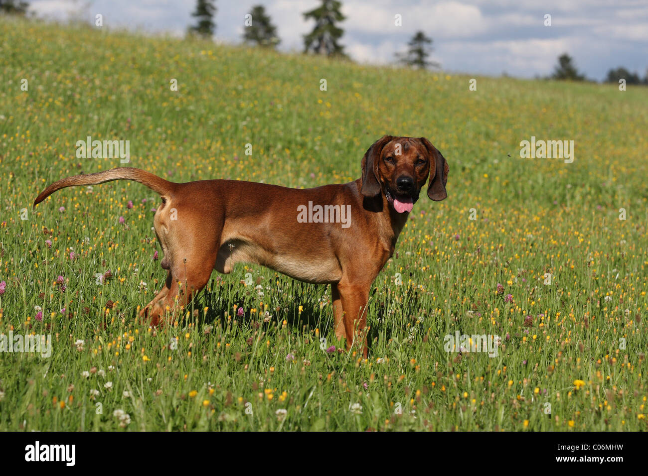 Bavarian mountain hound hi-res stock photography and images - Alamy
