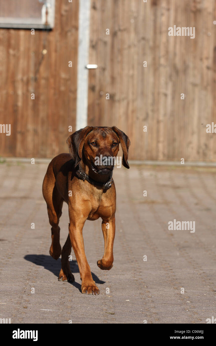 Bavarian Dog High Resolution Stock Photography and Images - Alamy