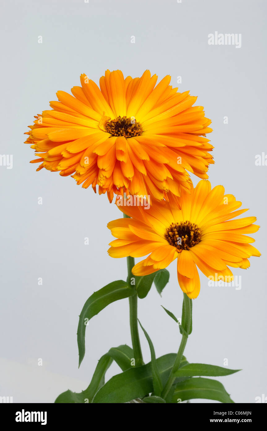 Pot Marigold, Ruddles, Scotch Marigold (Calendula officinalis), two ...