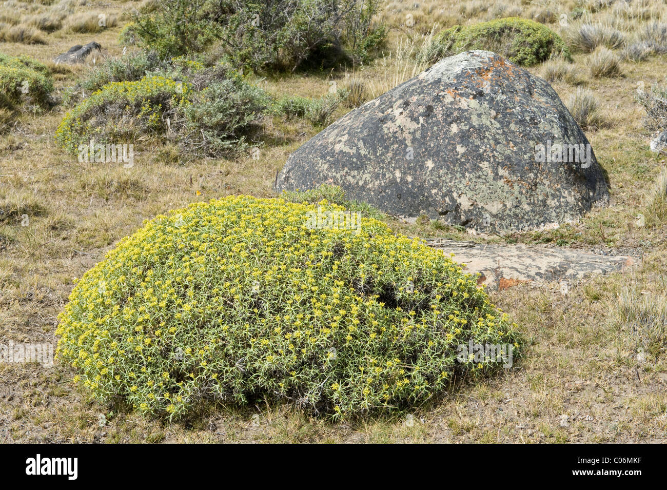 Mata Barrosa (Mulinum spinosum) flowers National Park Torres del Paine ...