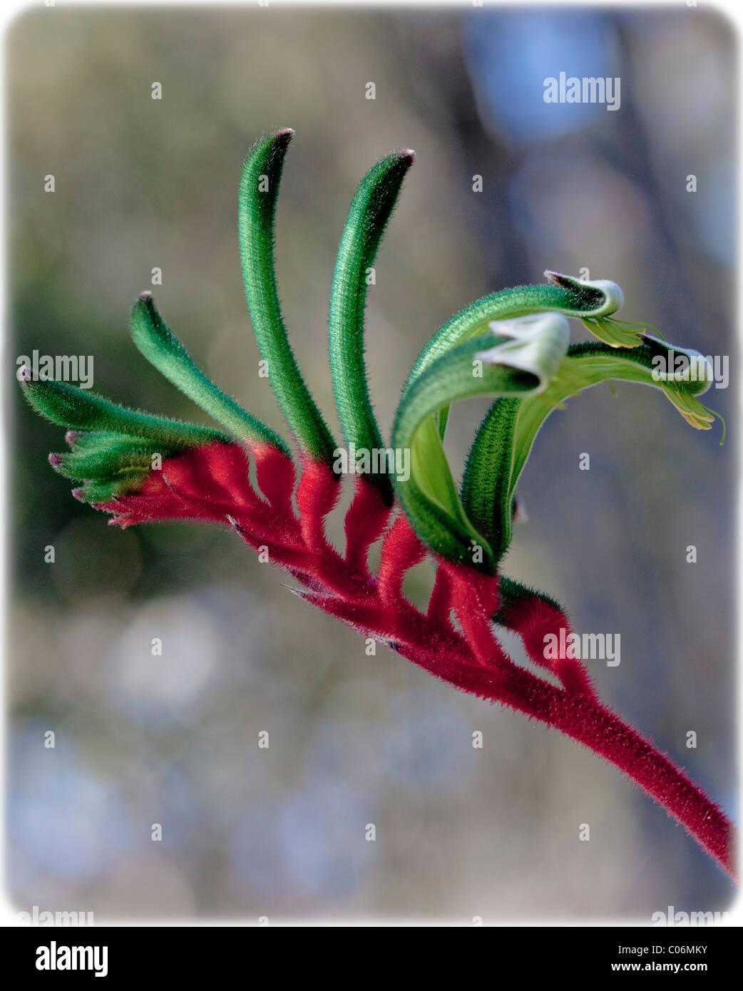Red and green kangaroo paw, kings park Stock Photo - Alamy