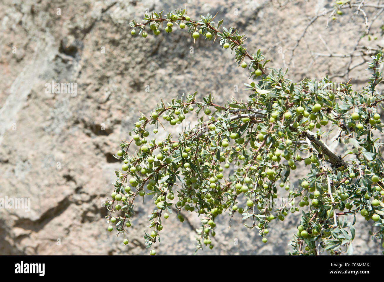 Magellan Barberry (microphylla = Berberis buxifolia) bush with fruits ...