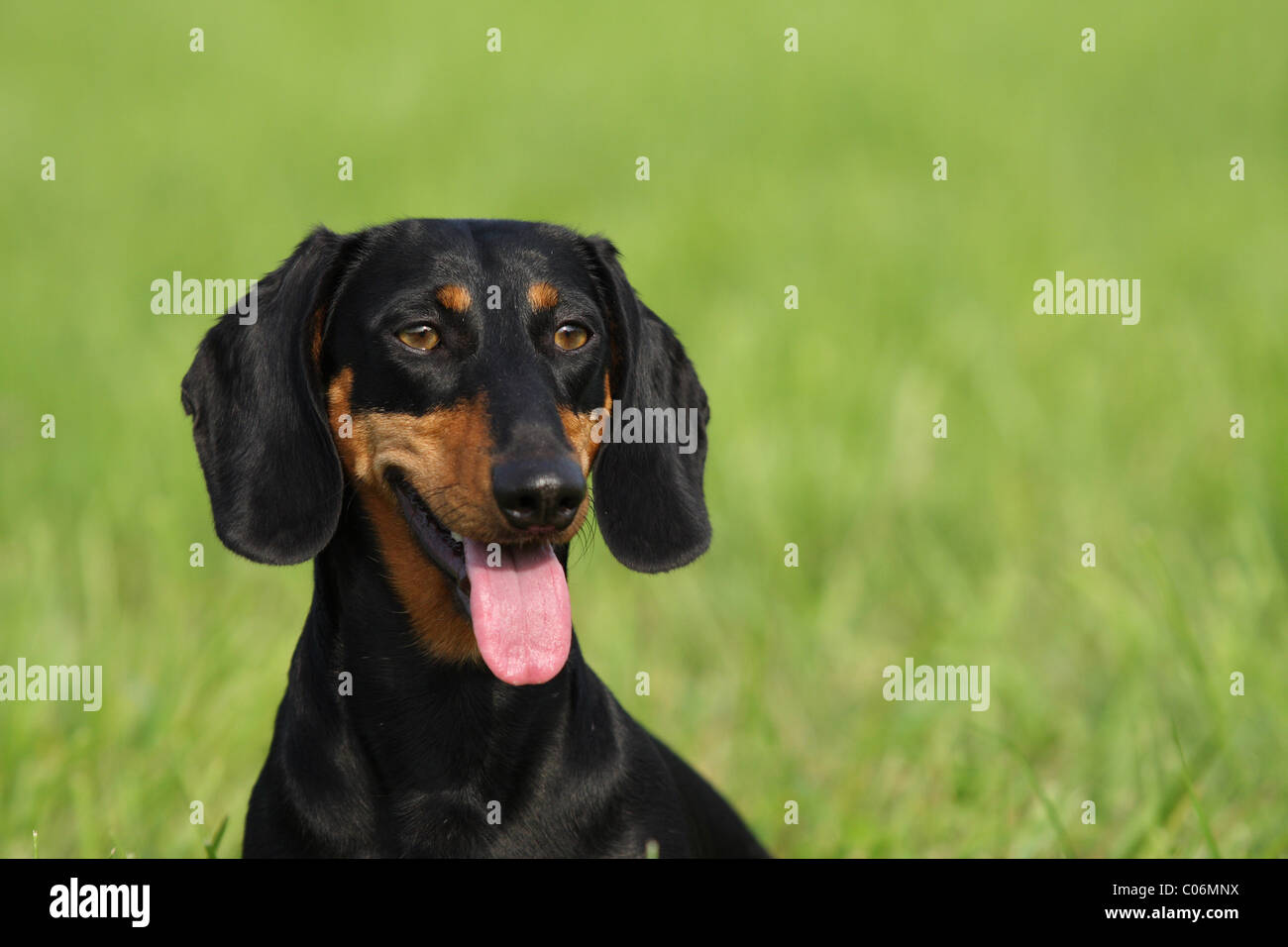 Teckel head hi-res stock photography and images - Alamy