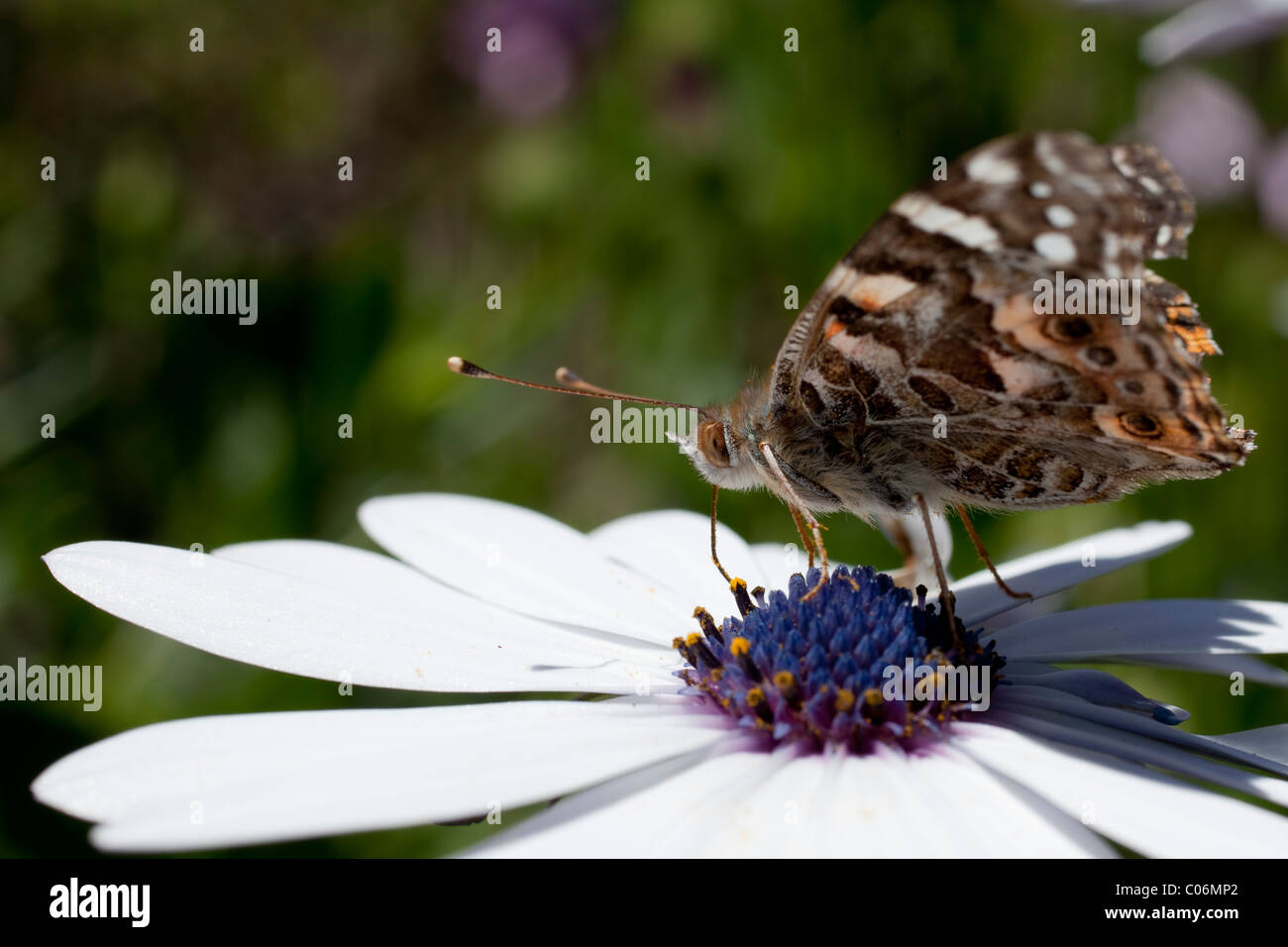 Butterfly doing what butterflies do best Stock Photo - Alamy