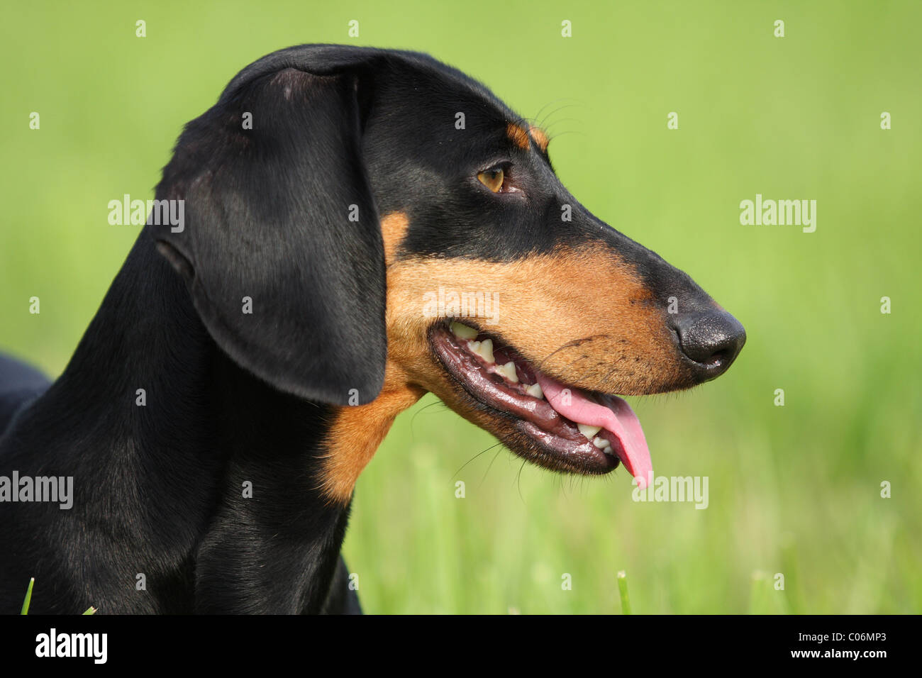 Teckel head hi-res stock photography and images - Alamy