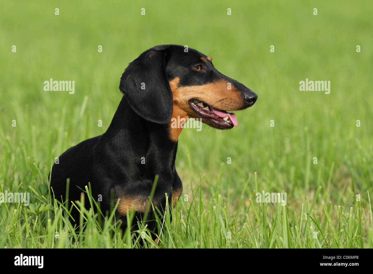 teckel on meadow Stock Photo - Alamy