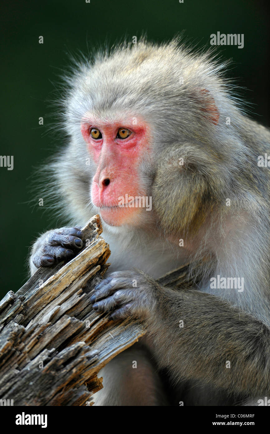 Japanese Macaque (Macaca fuscata Stock Photo - Alamy