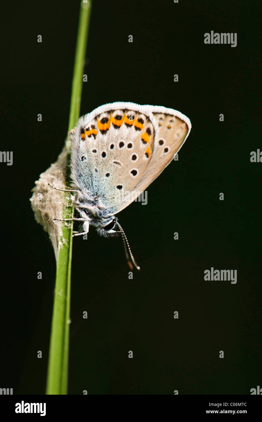 Common Blue (Lycaenidae Stock Photo - Alamy