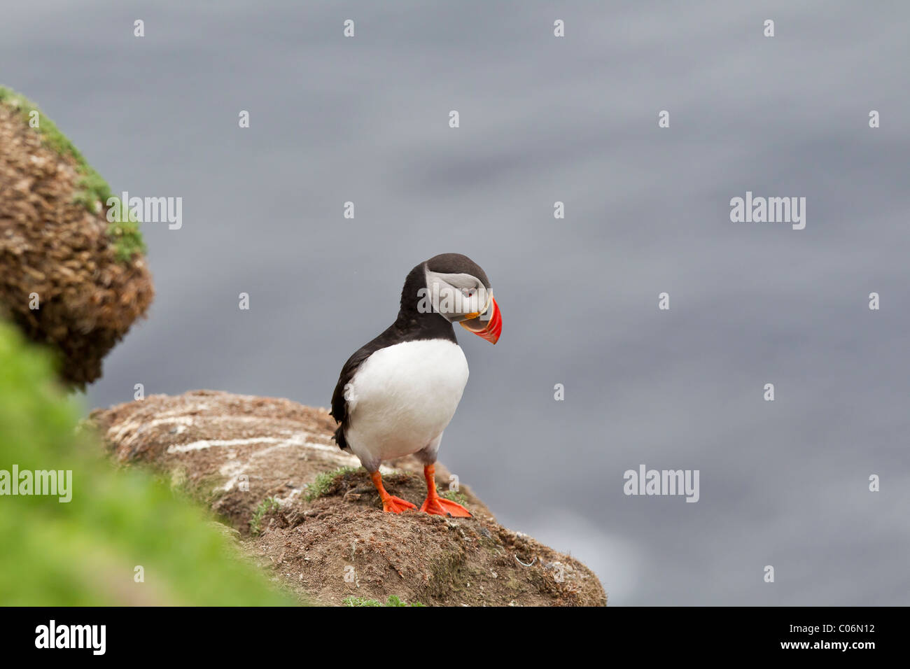 Puffin on water hi-res stock photography and images - Alamy