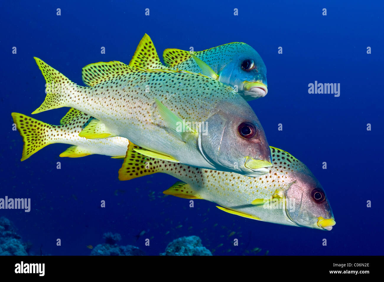 Sweetlips group hi-res stock photography and images - Alamy