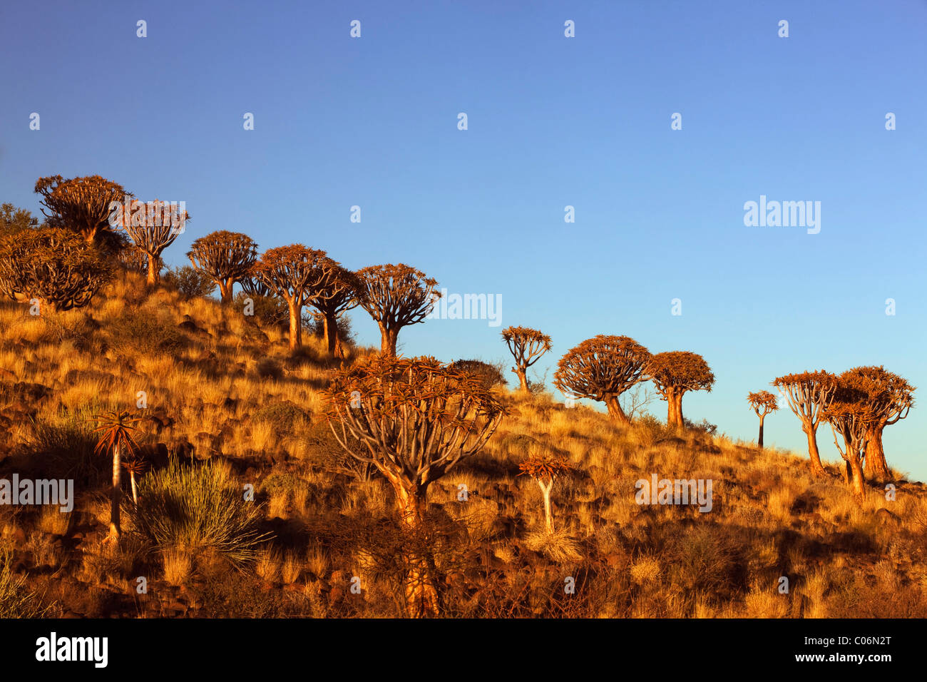 Quiver tree forest, Keetmanshoop Namibia, Africa Stock Photo - Alamy