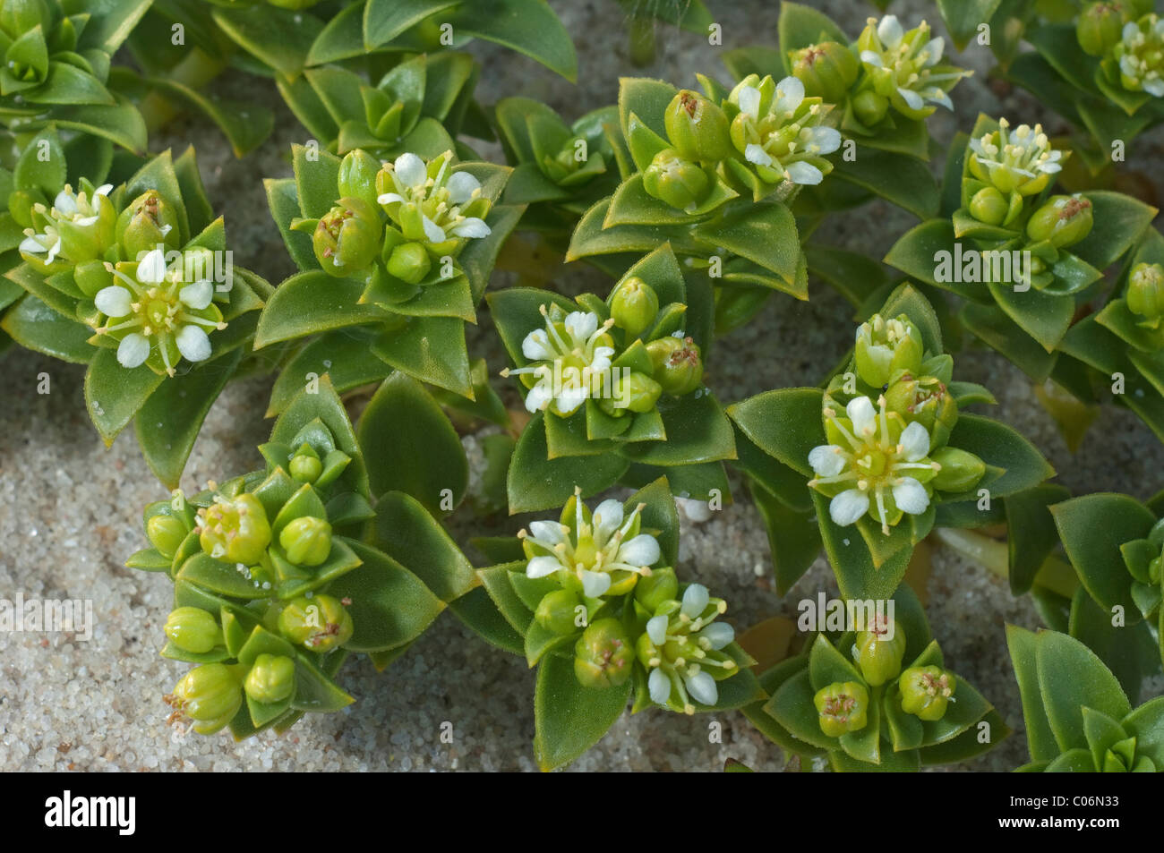 Seaside Sandplant (Honckenya peploides), flowering plant. Lake Neusiedl ...