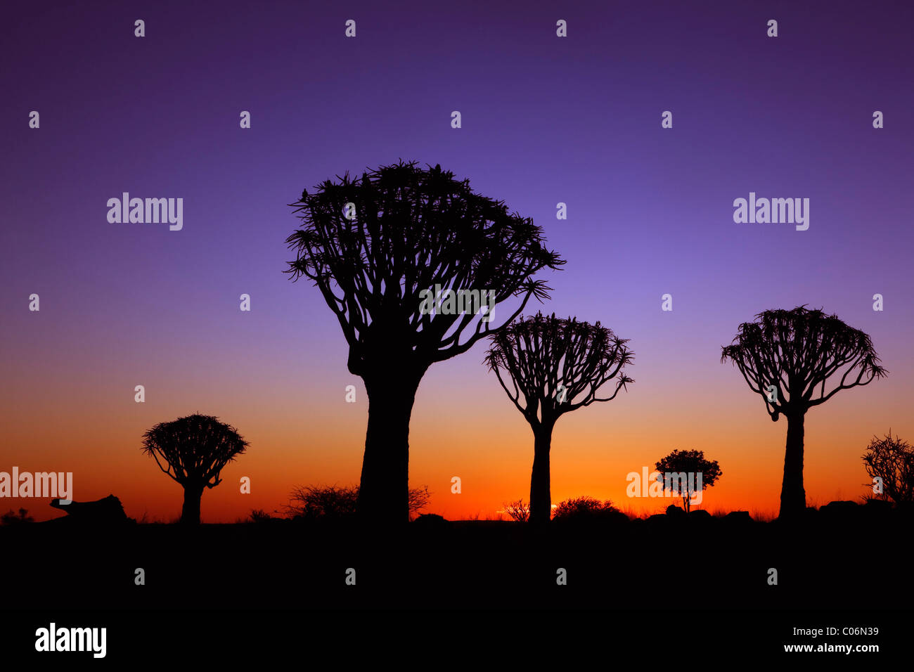 Quiver tree forest at sunset, Keetmanshoop, Namibia, Africa Stock Photo ...