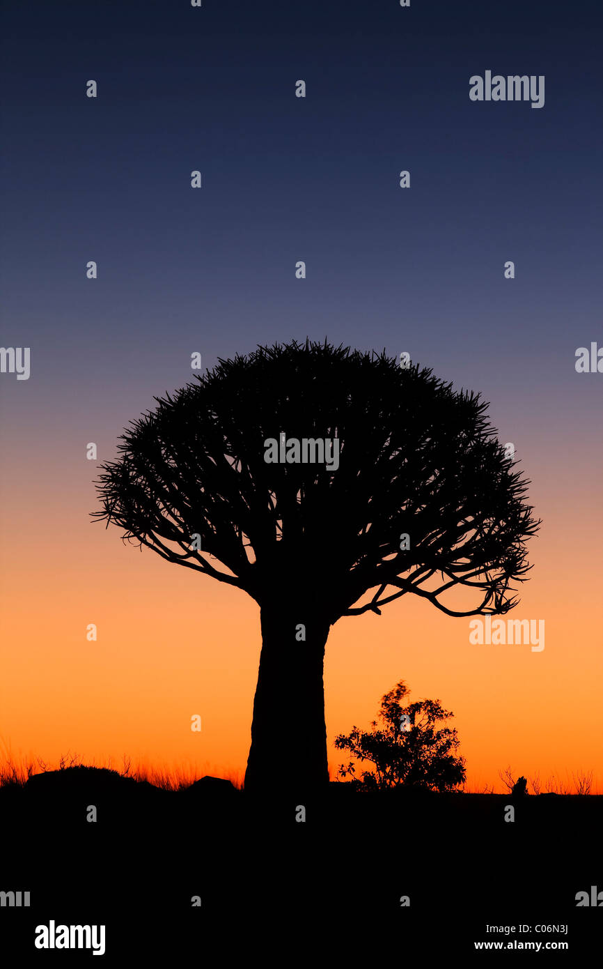 Quiver tree at sunset Keetmanshoop, Namibia, Africa Stock Photo - Alamy
