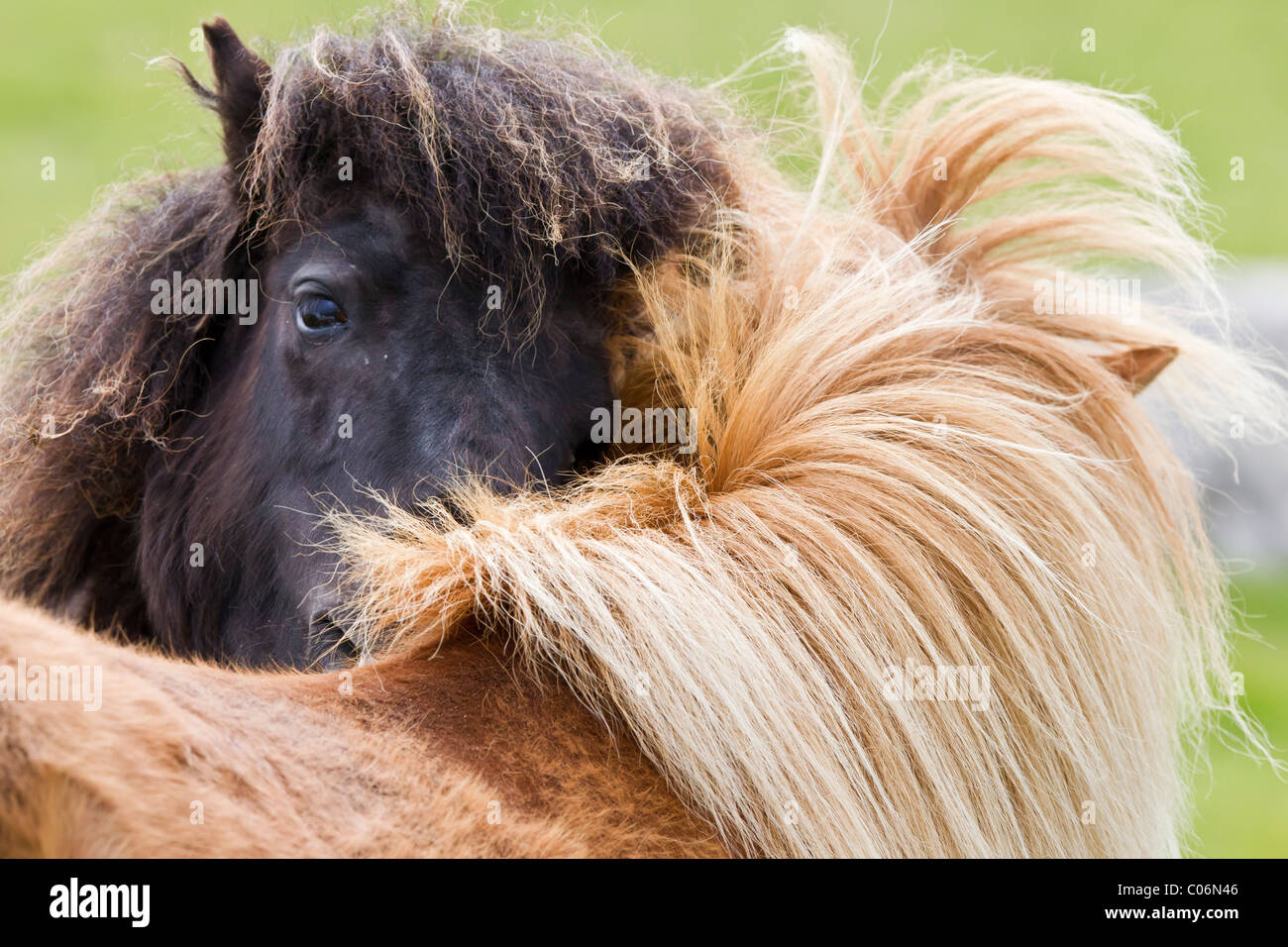 Shetland ponies nuzzling Stock Photo - Alamy