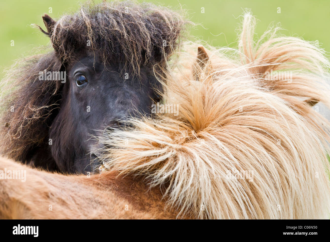 Cuddle cuddling ponies hi-res stock photography and images - Alamy