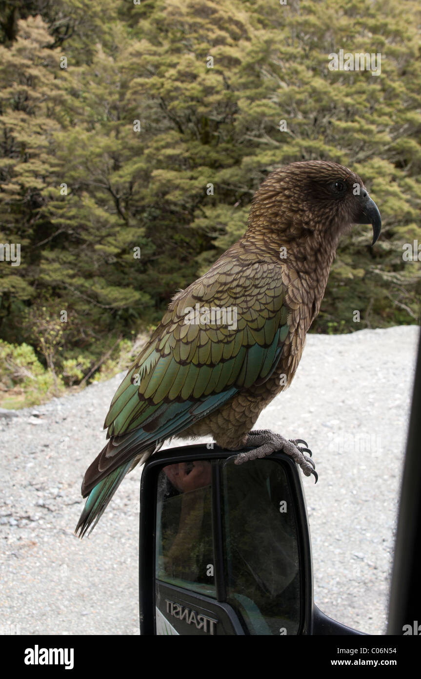 Keas are curious parrots of the New Zealand Southern Alpes inspecting ...