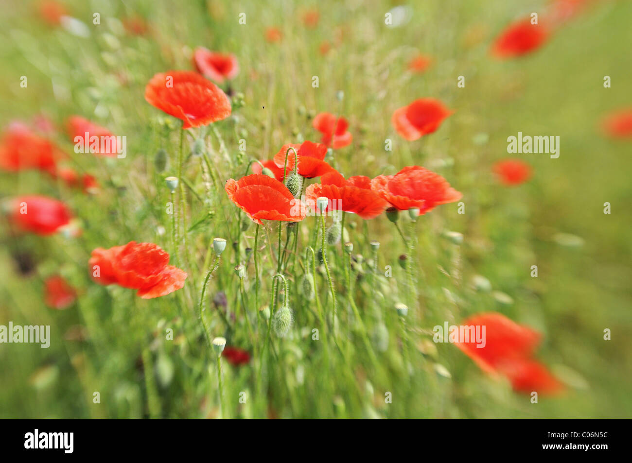Corn Poppies (Papaver rhoeas) on a summer meadow Stock Photo - Alamy