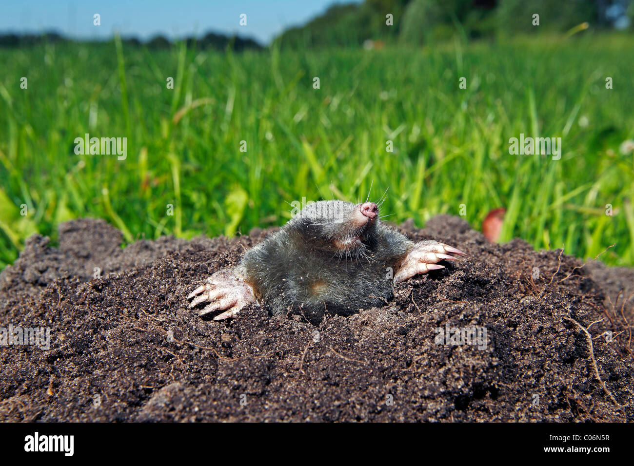 European Mole, Common Mole or Northern Mole (Talpa europaea) in a ...