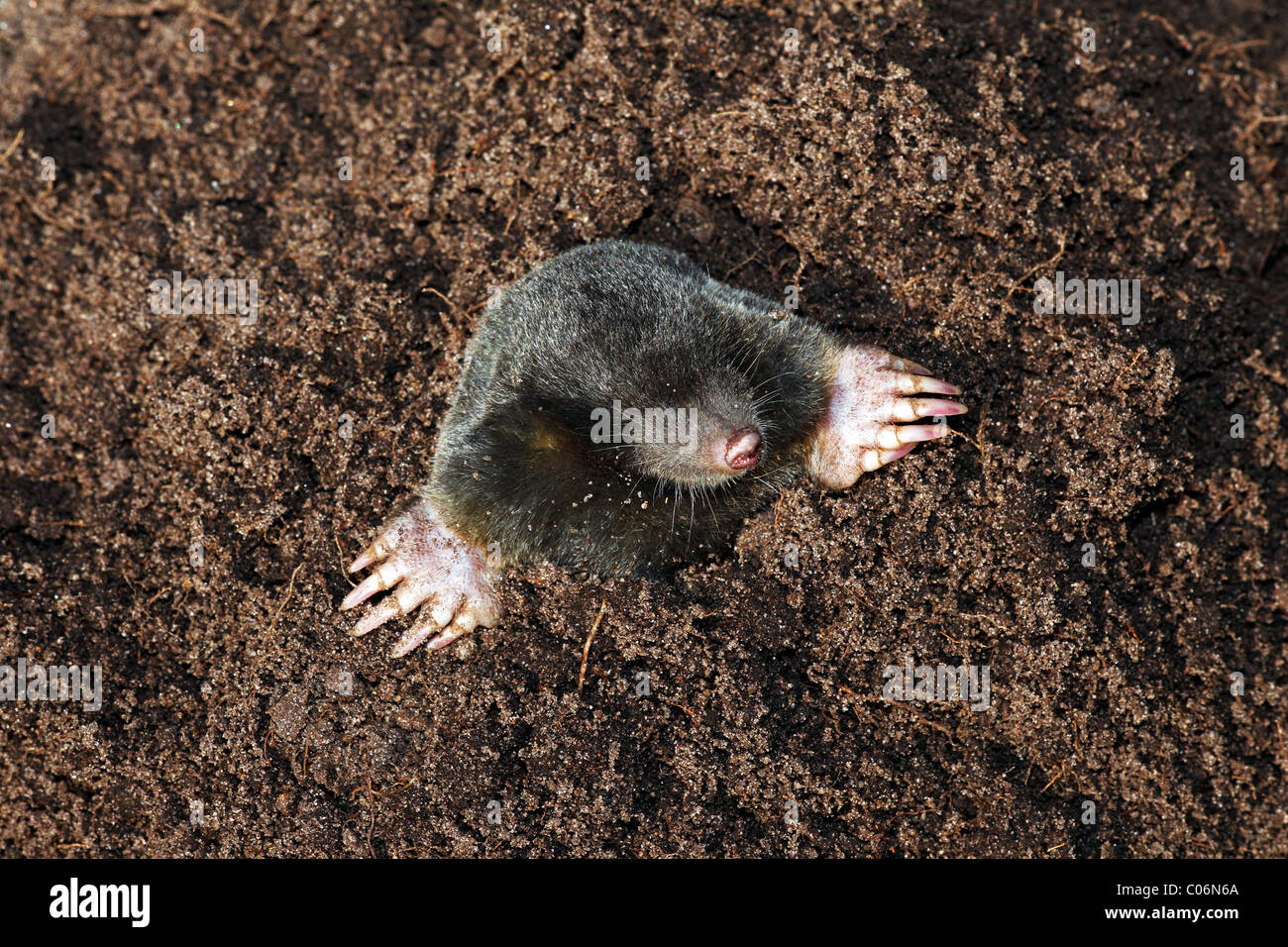 European Mole, Common Mole or Northern Mole (Talpa europaea) in a ...