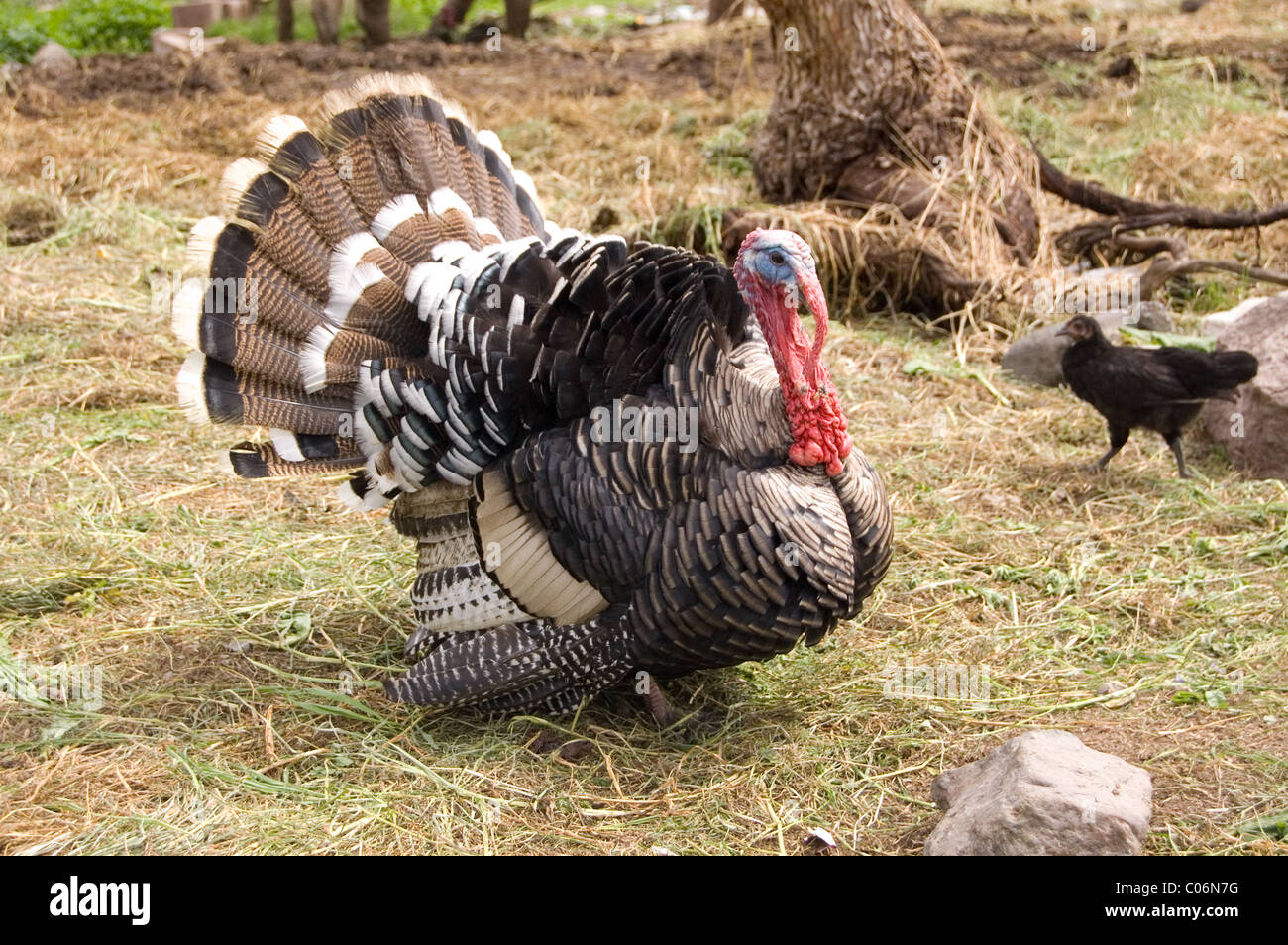 Meleagris gallopavo mexico hi-res stock photography and images - Alamy