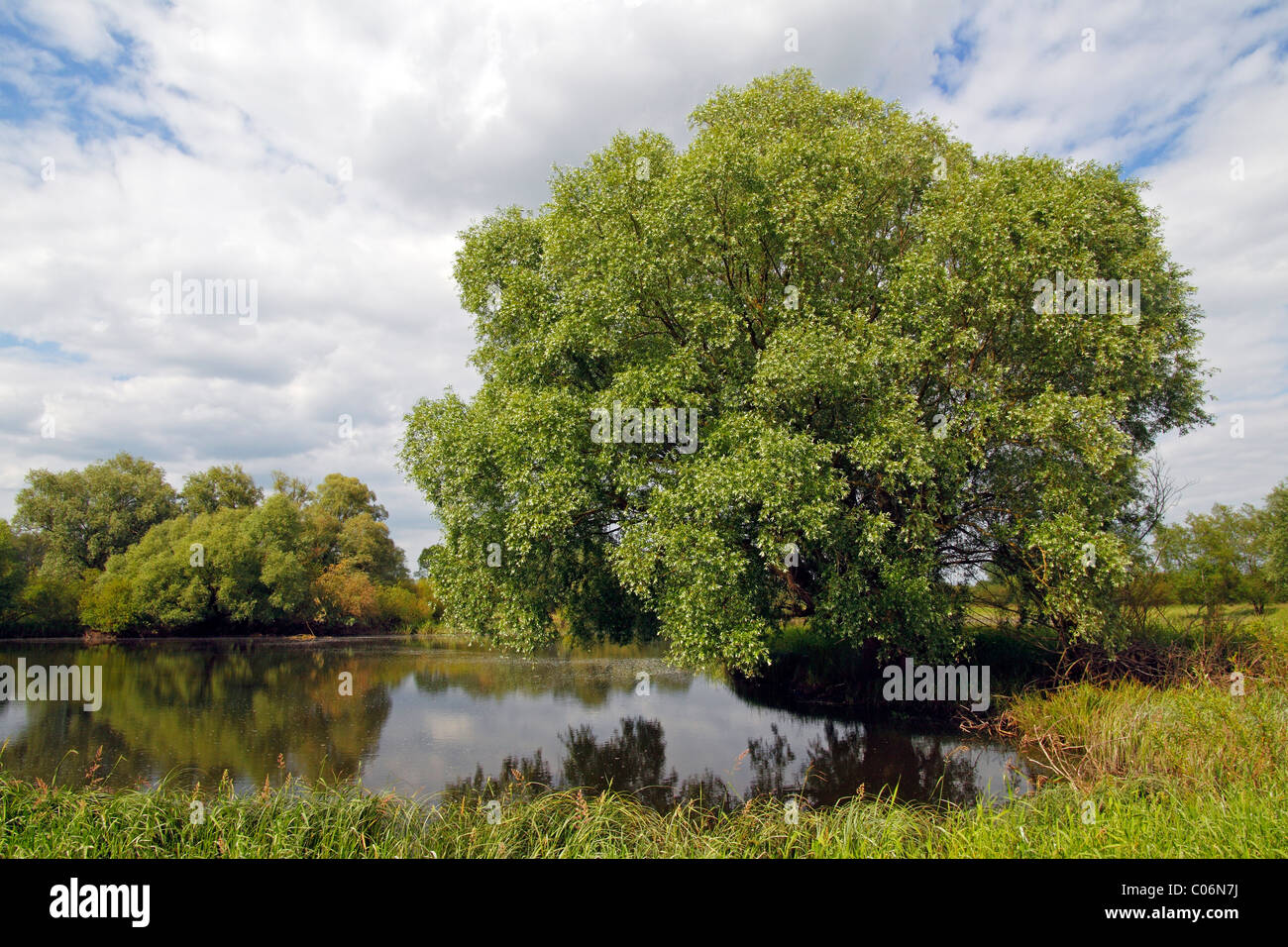 White Willows (Salix alba), Mecklenburg Elbe Valley Nature Park, UNESCO ...