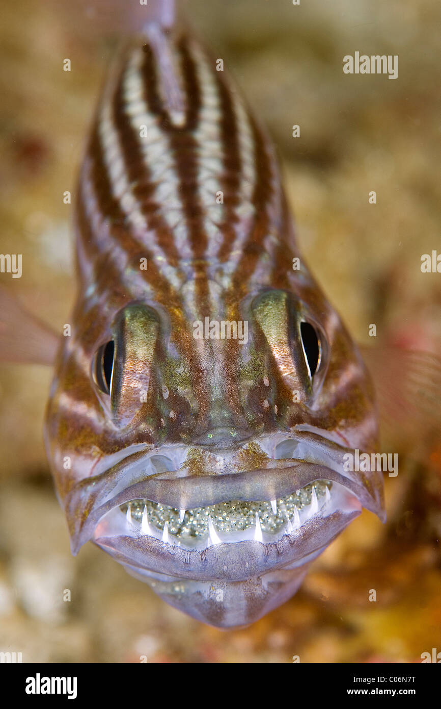 Wolf cardinalfish with eggs, Lembeh, Indonesia Stock Photo - Alamy