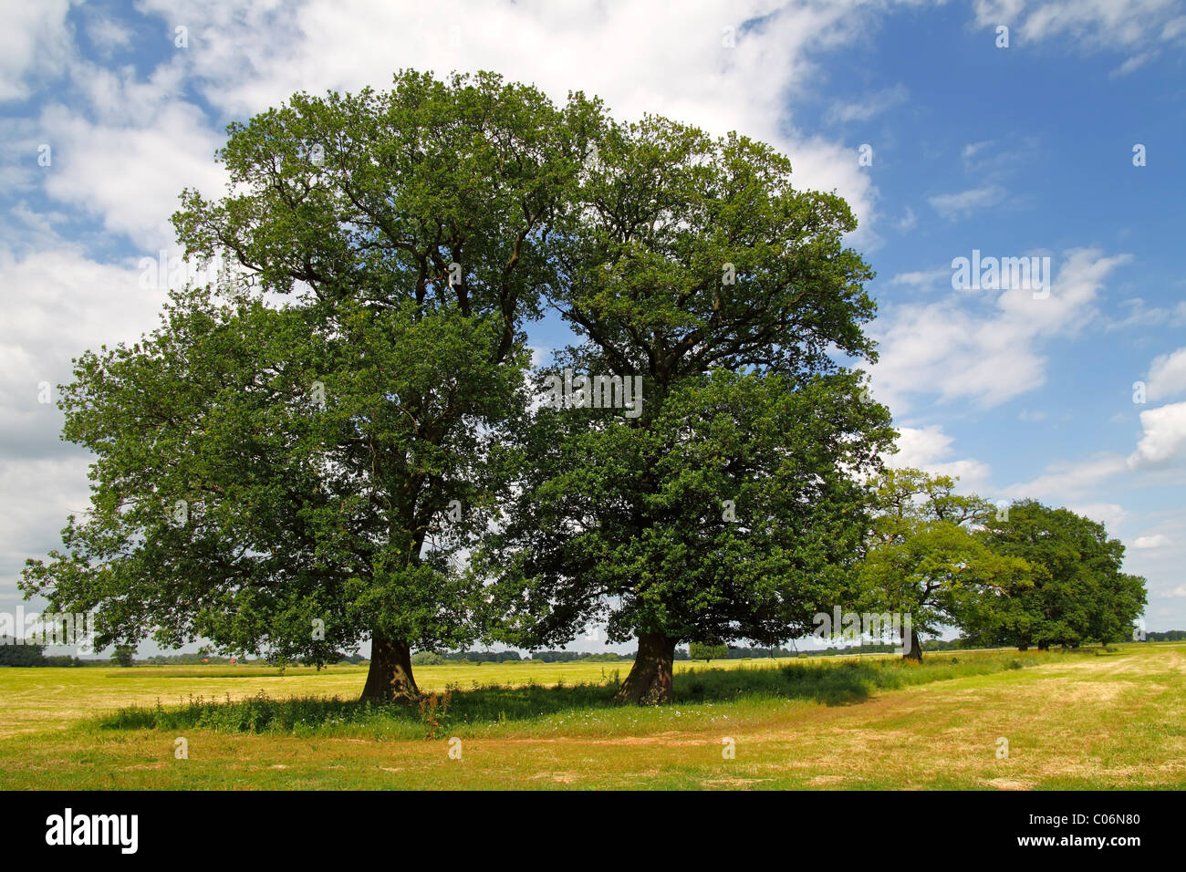 Old free-standing Pedunculate Oaks or English Oaks (Quercus robur ...