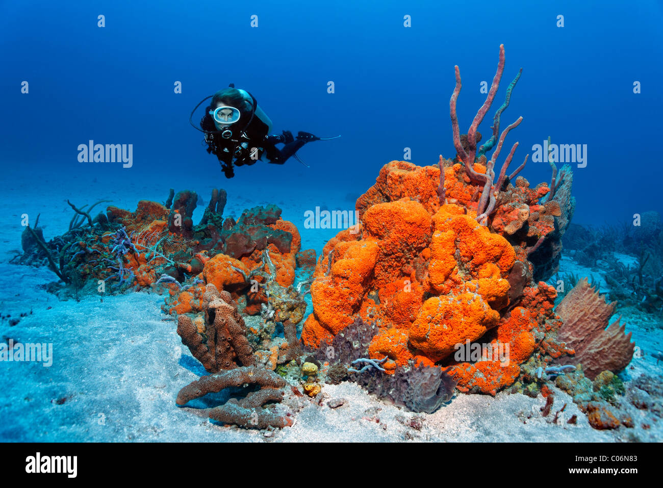Scuba diver observing a reef formation, various colourful sponges ...