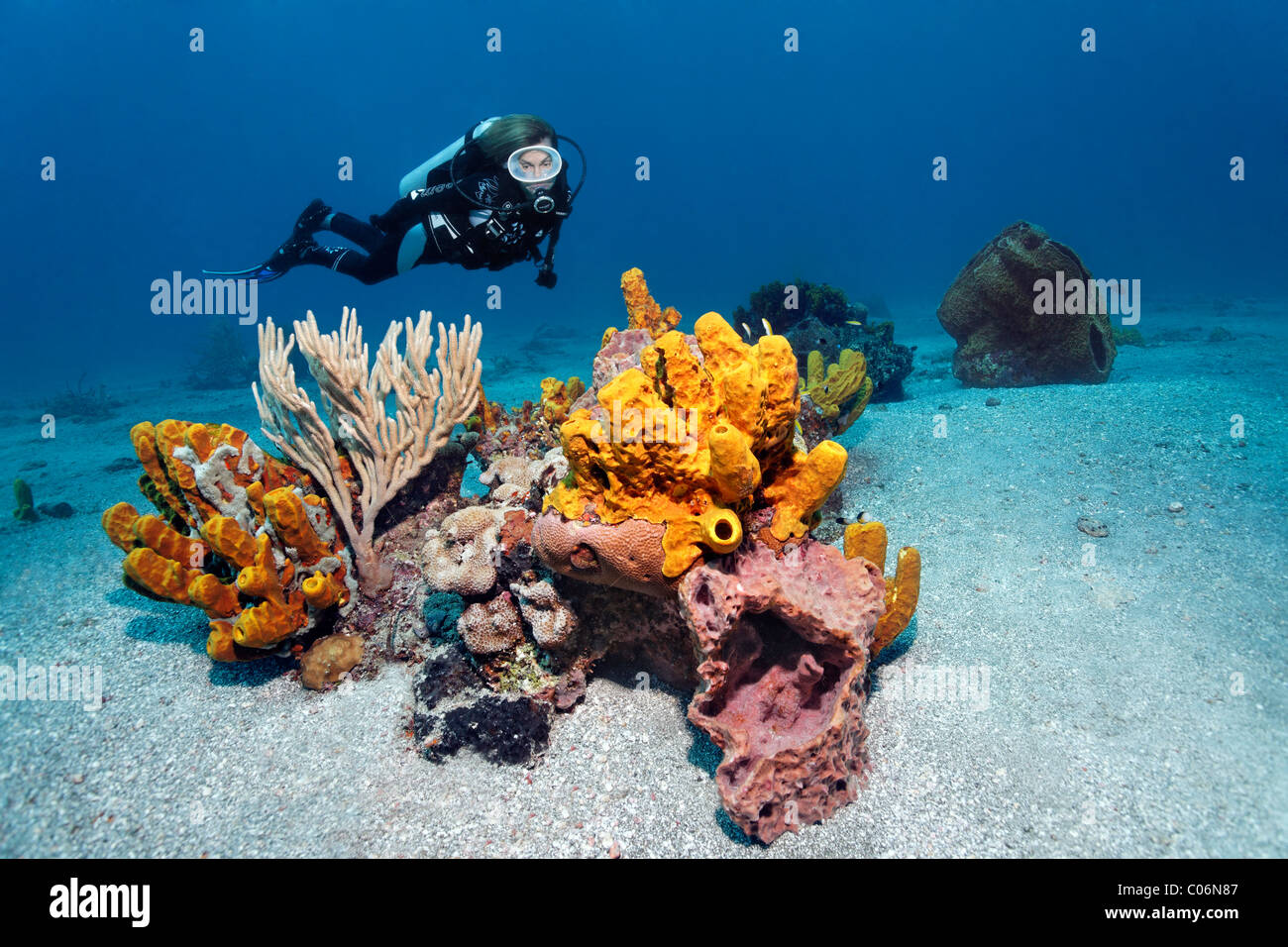 Coral sandy hi-res stock photography and images - Alamy