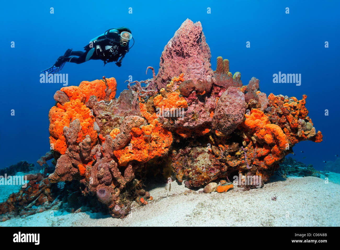 Coral sandy hi-res stock photography and images - Alamy