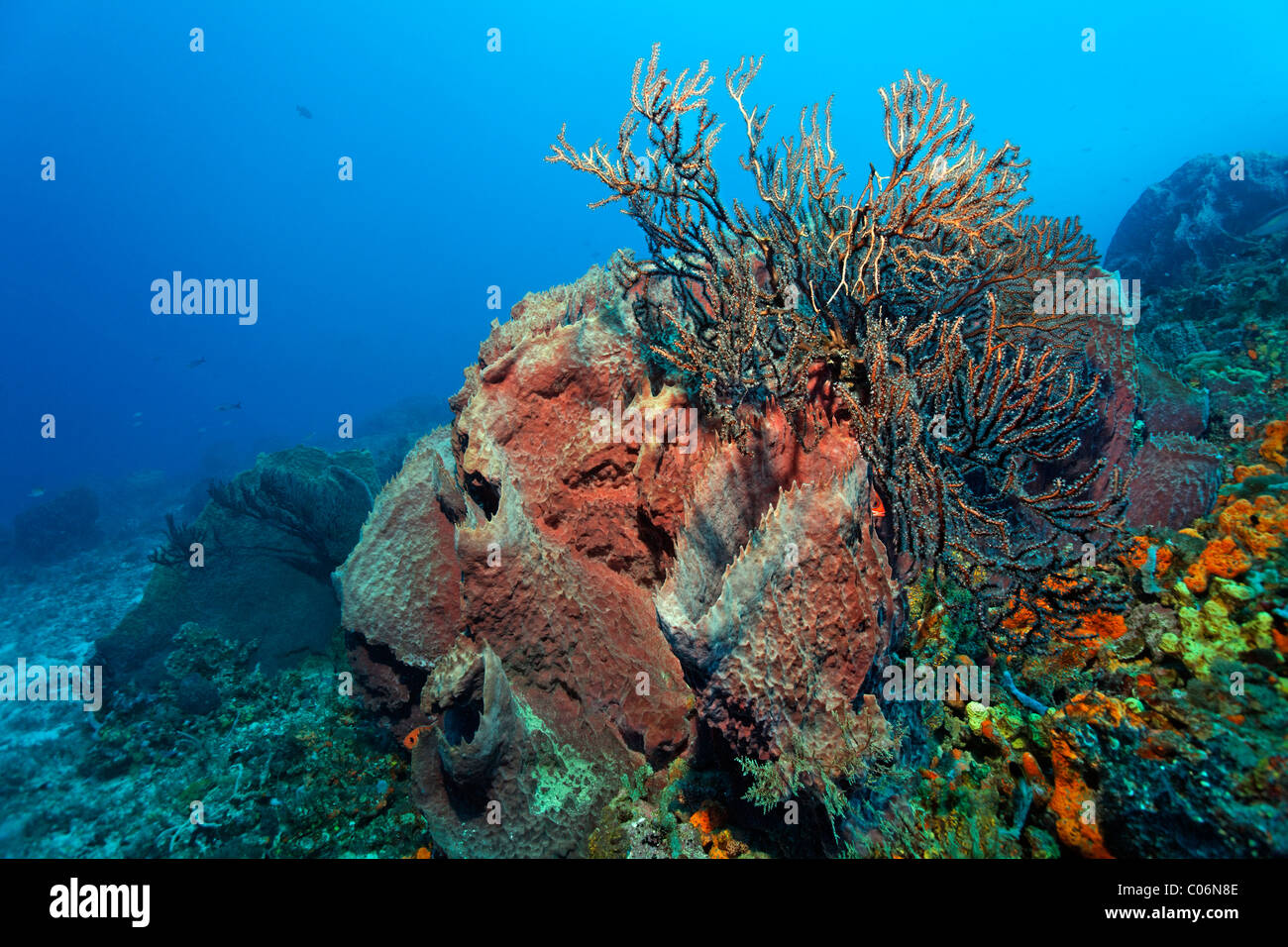 Reef drop off, overgrown, various colourful sponges, coral, Little ...