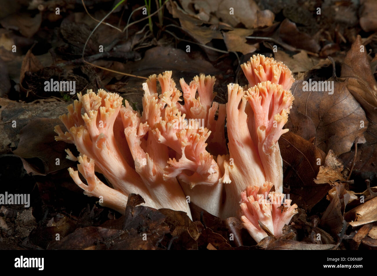 Beautiful Clavaria (Ramaria formosa), fruiting body on the forest floor ...