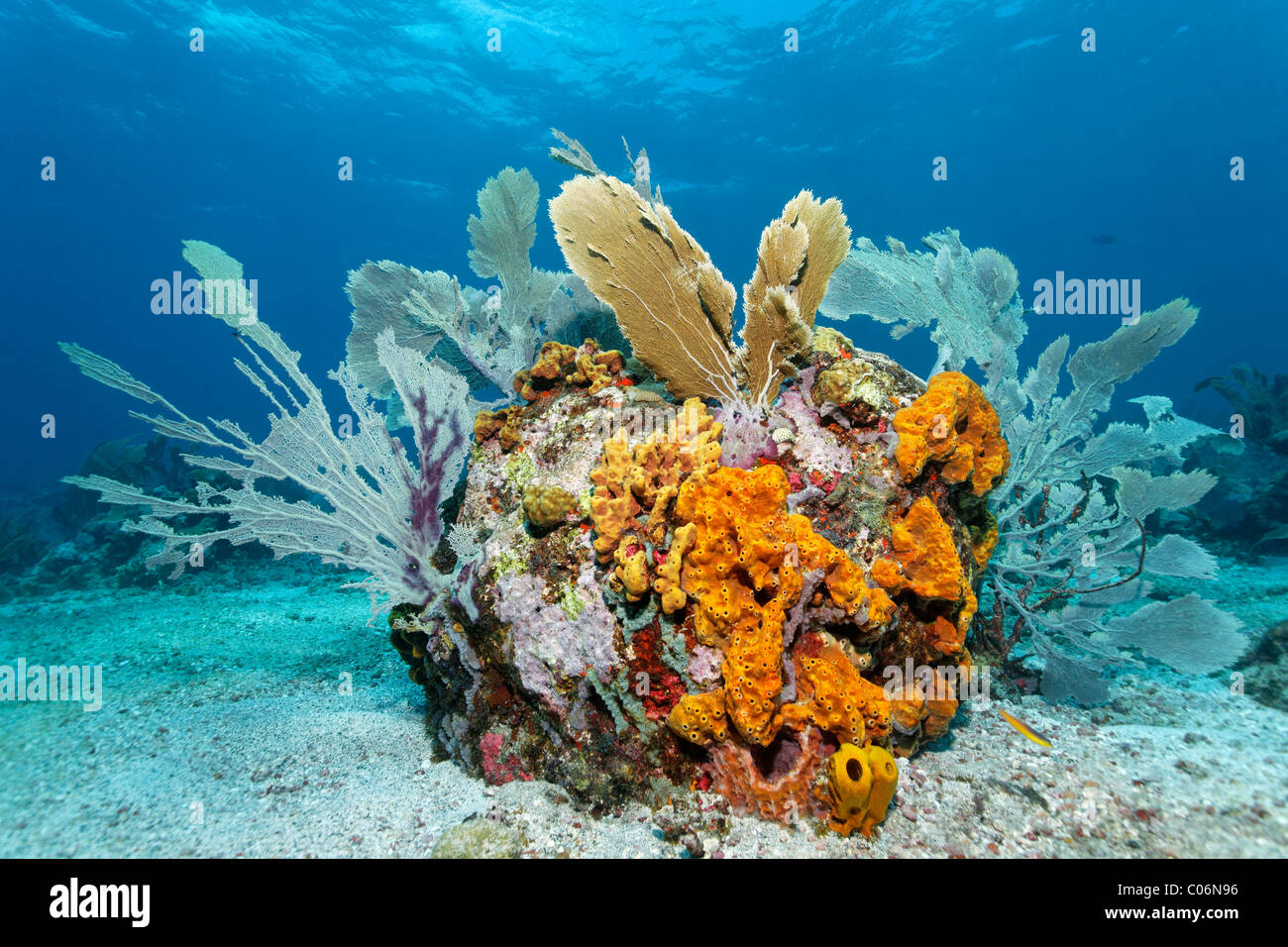 Formation of coral reefs hi-res stock photography and images - Alamy