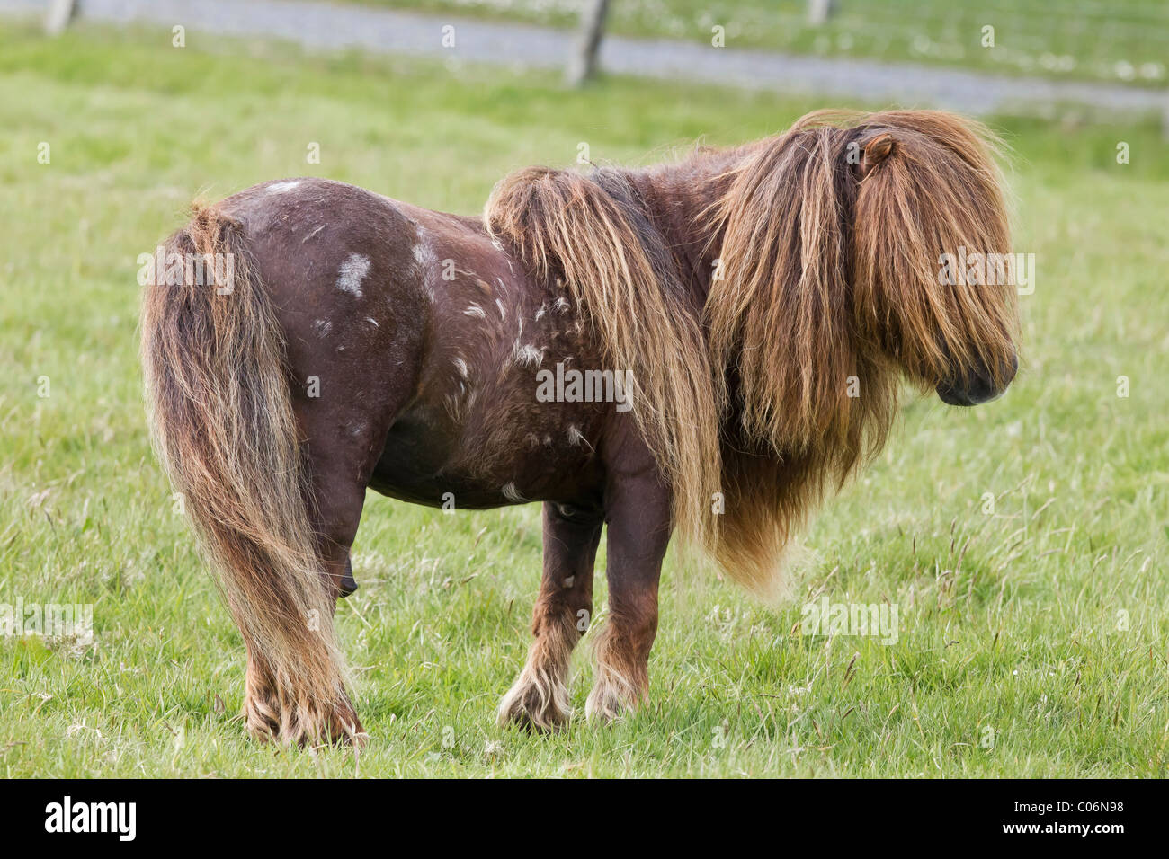 Male shetland pony hi-res stock photography and images - Alamy