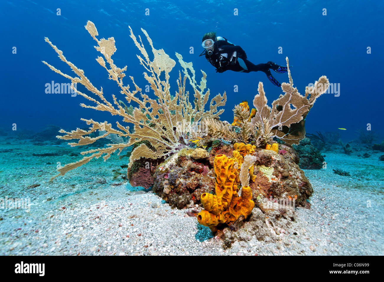 Coral sandy hi-res stock photography and images - Alamy
