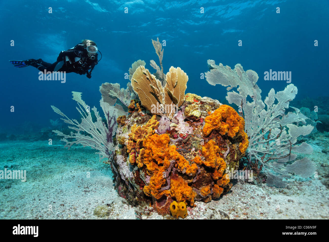 Coral sandy hi-res stock photography and images - Alamy